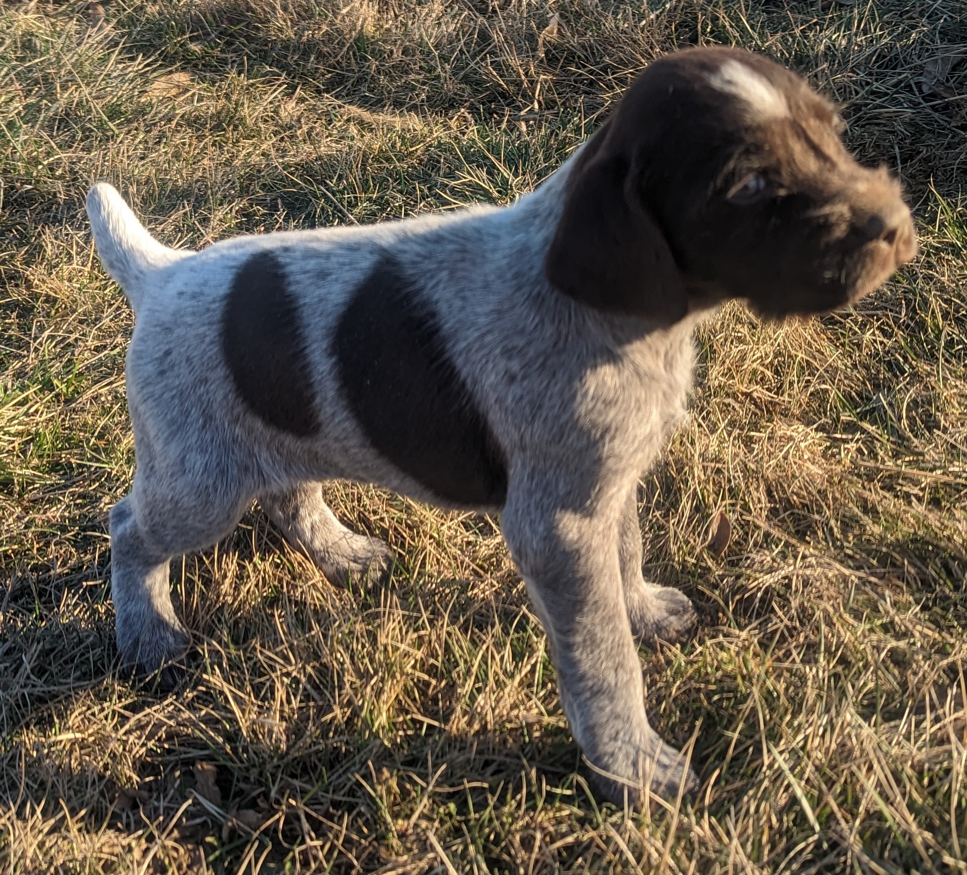 Hildy’s Pups at 4 Weeks | Sandy Run Hunt Co.