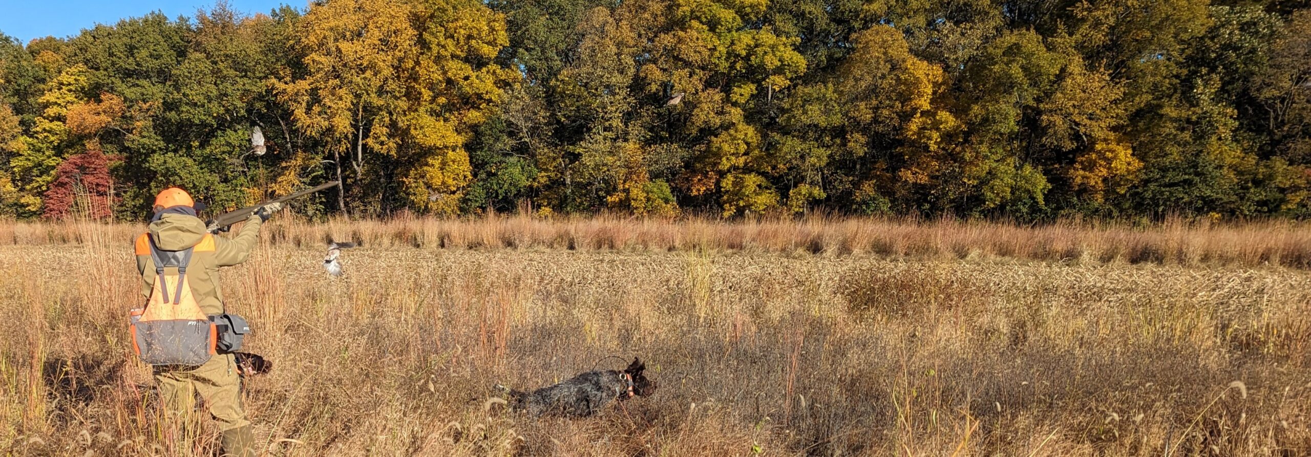 Sandy Run Field Report: October 25th, 2023 | Sandy Run Hunt Co.