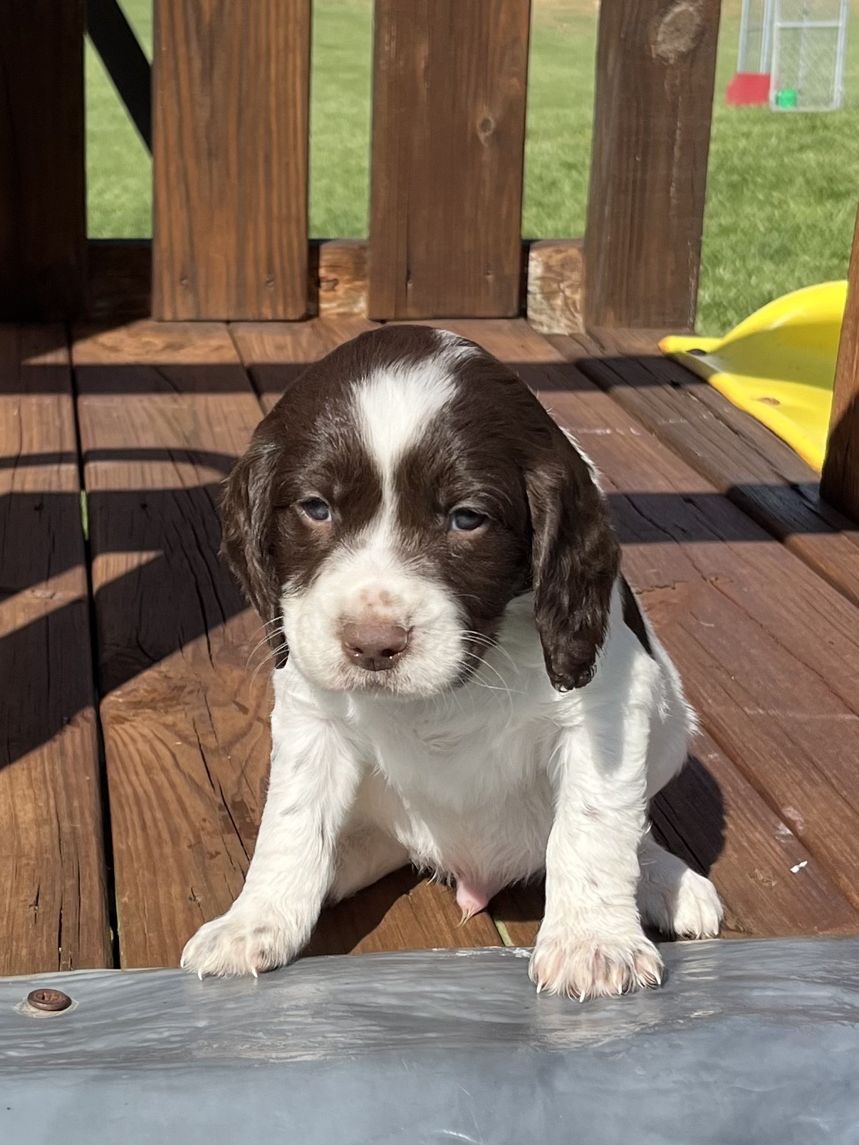 Springer Spaniel Pups Ready Now | Sandy Run Hunt Co.