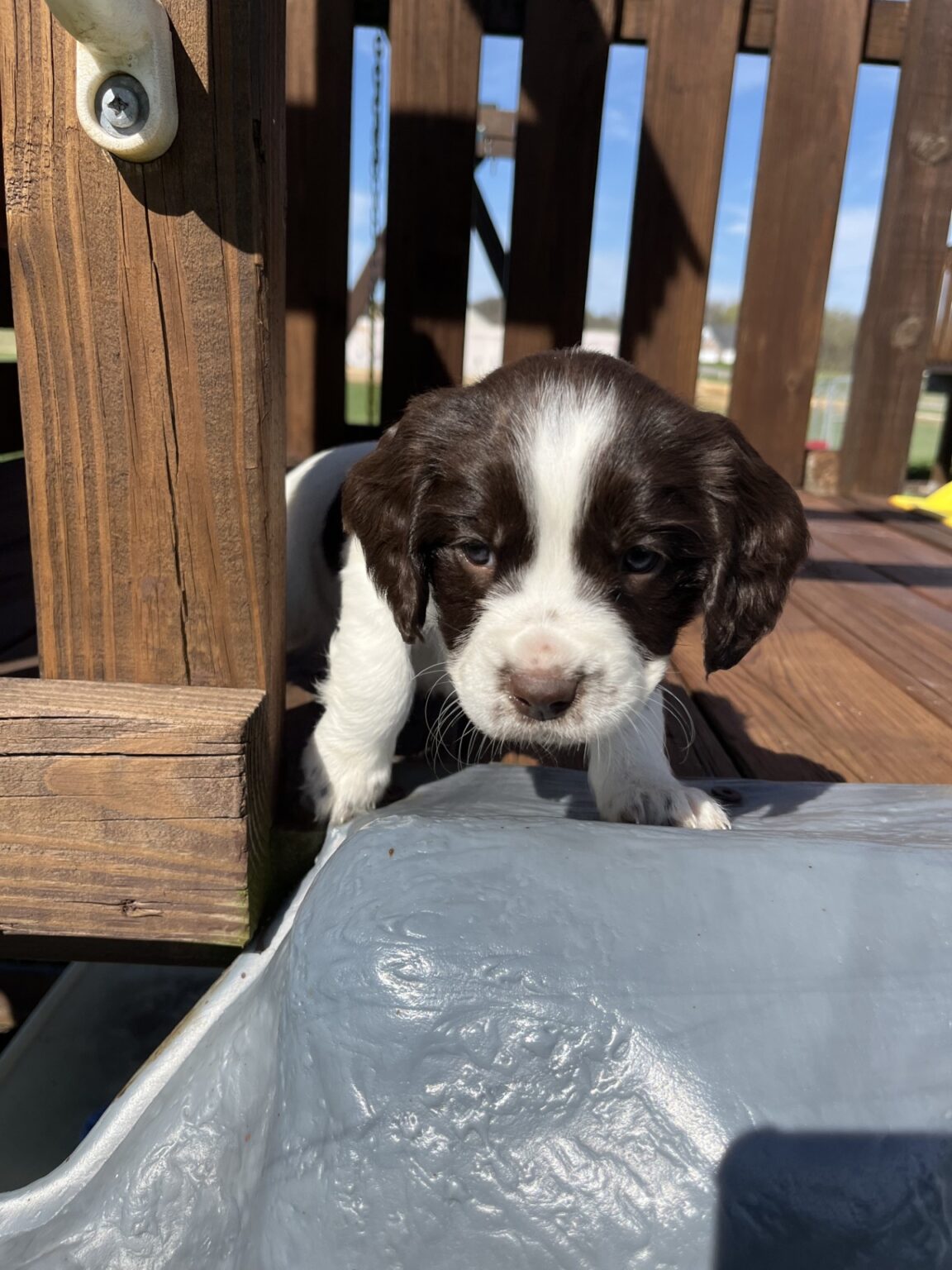 Springer Spaniel Pups Ready Now | Sandy Run Hunt Co.