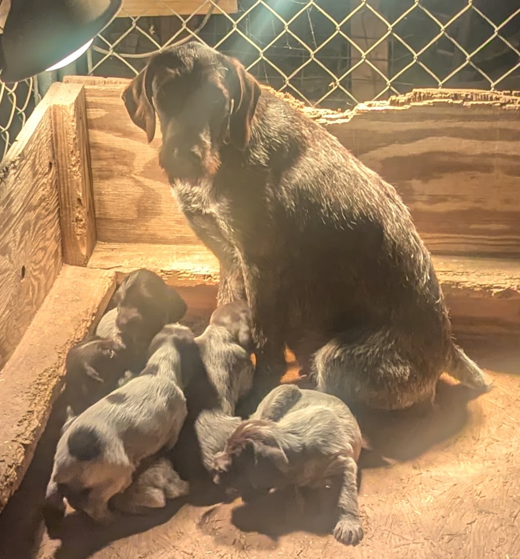 Kiddo’s Puppies Have Arrived | Sandy Run Hunt Co.