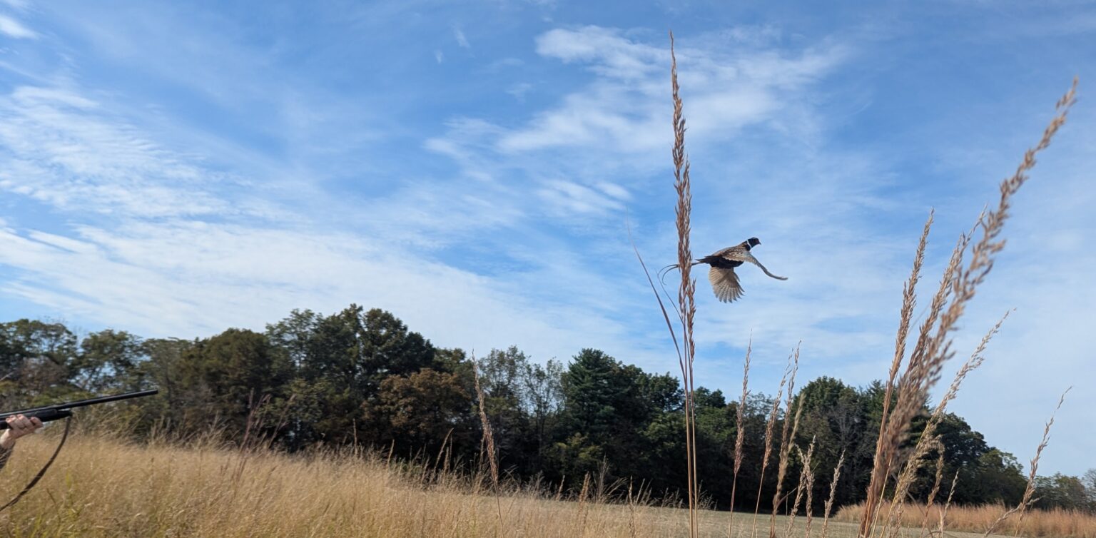 Sandy Run Field Report: November 5, 2025 | Sandy Run Hunt Co.