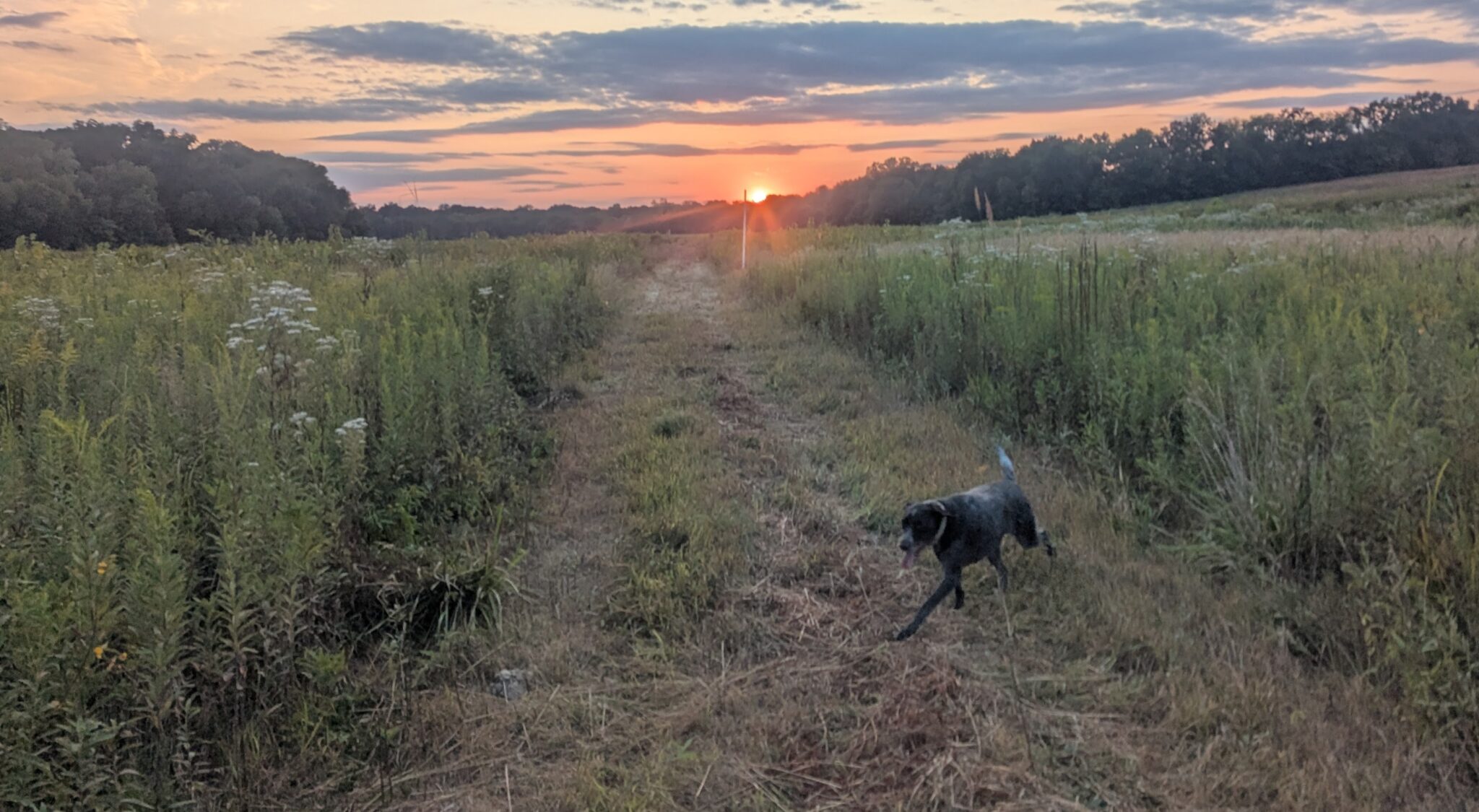 Sandy Run Field Report: November 12, 2025 | Sandy Run Hunt Co.