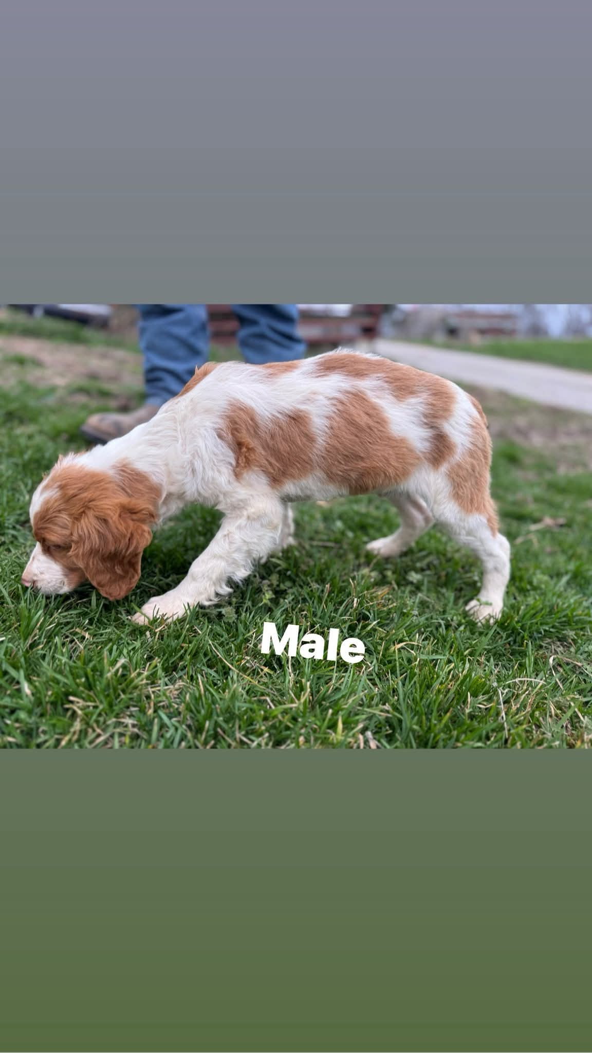 Brittany Pups for Sale | Sandy Run Hunt Co.